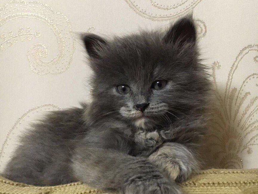 Сибирские шикарные котятки