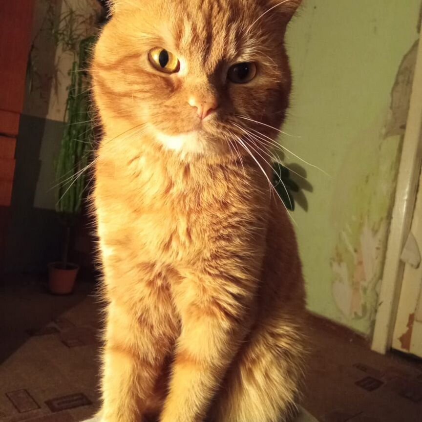 Кот какой то породистый, ласковый но не ручной