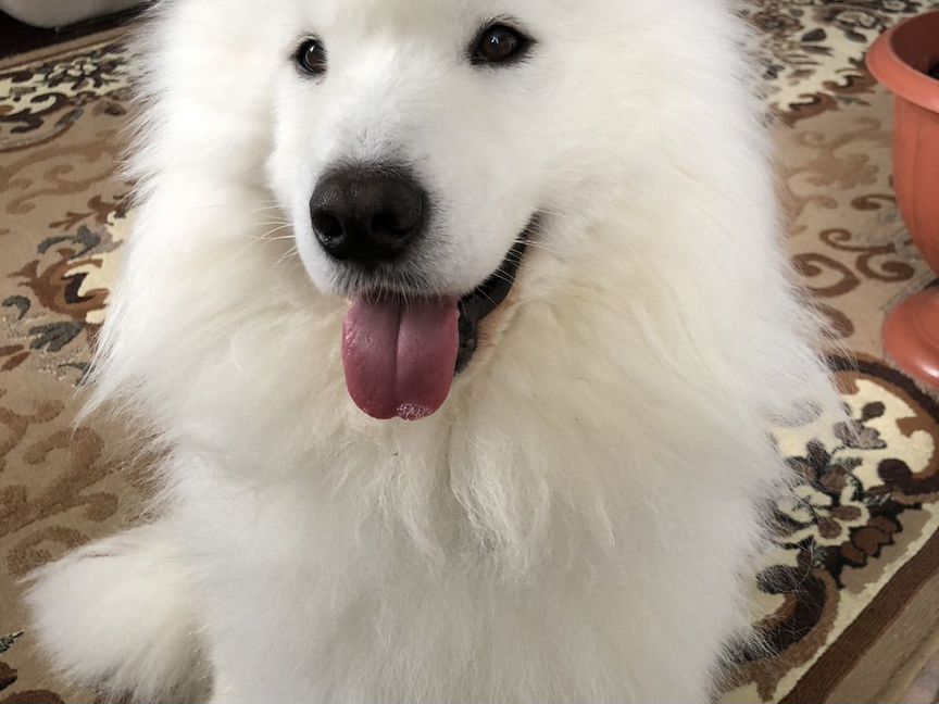 Самоедская собака(случка, мальчик )