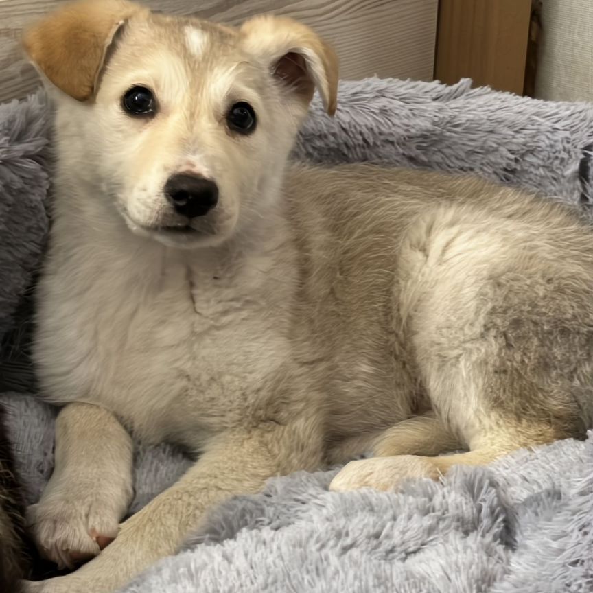 Щенок в добрые руки