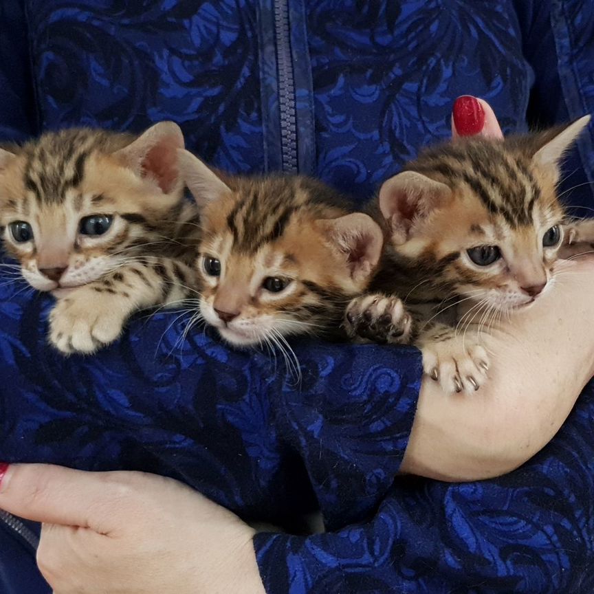 Бенгальские котята с документами