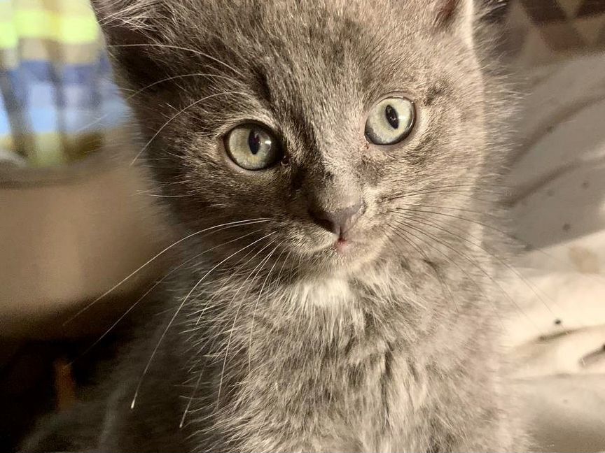 Котенок 1,5 месяца