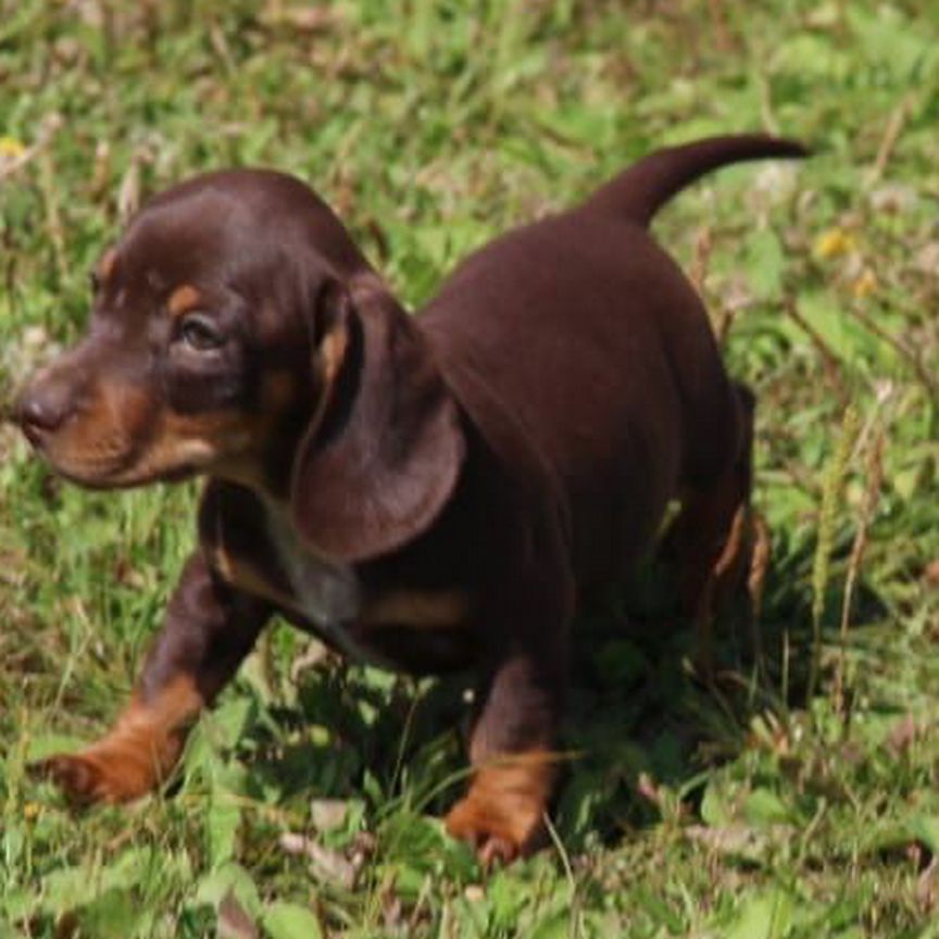 Мальчик мини таксы