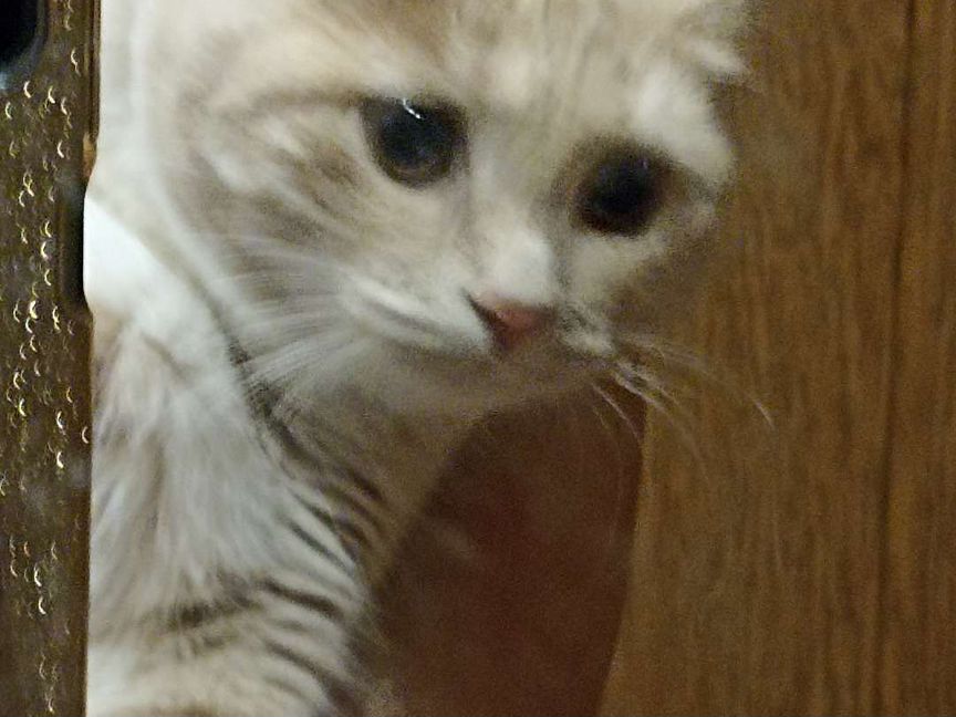 Кошка в дар бесплатно