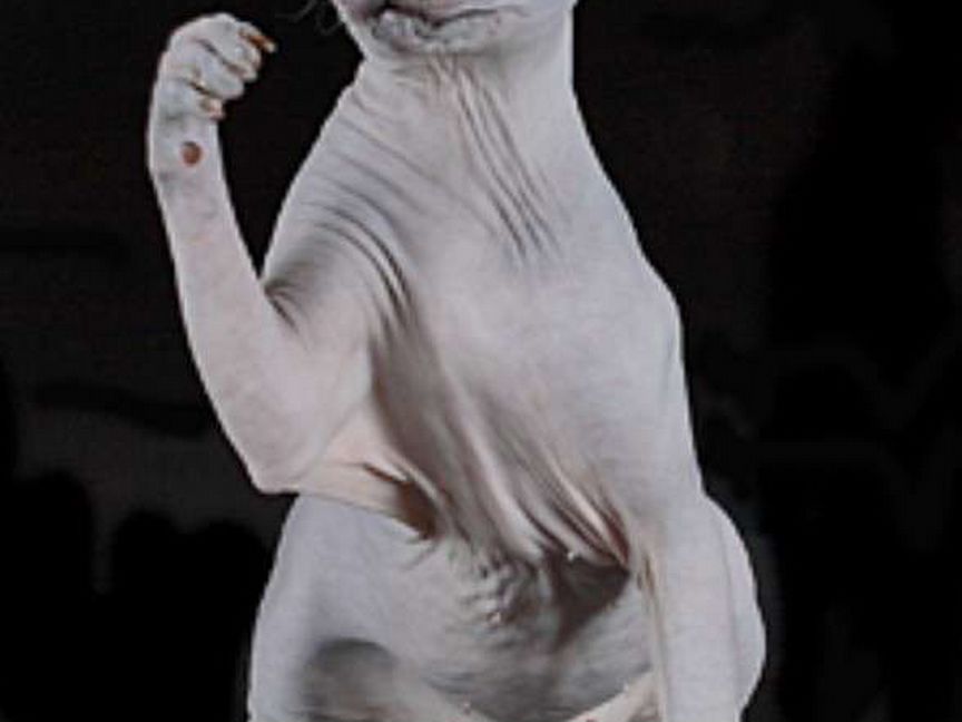 Котята Сфинксы