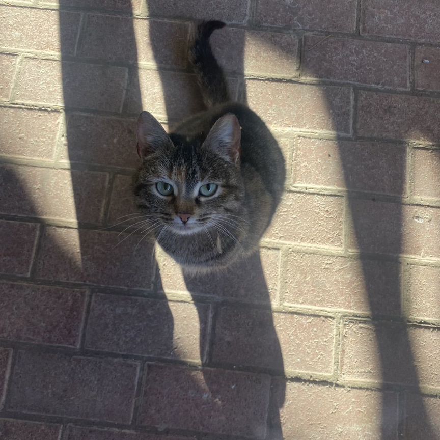 Отдам кошку в добрые руки