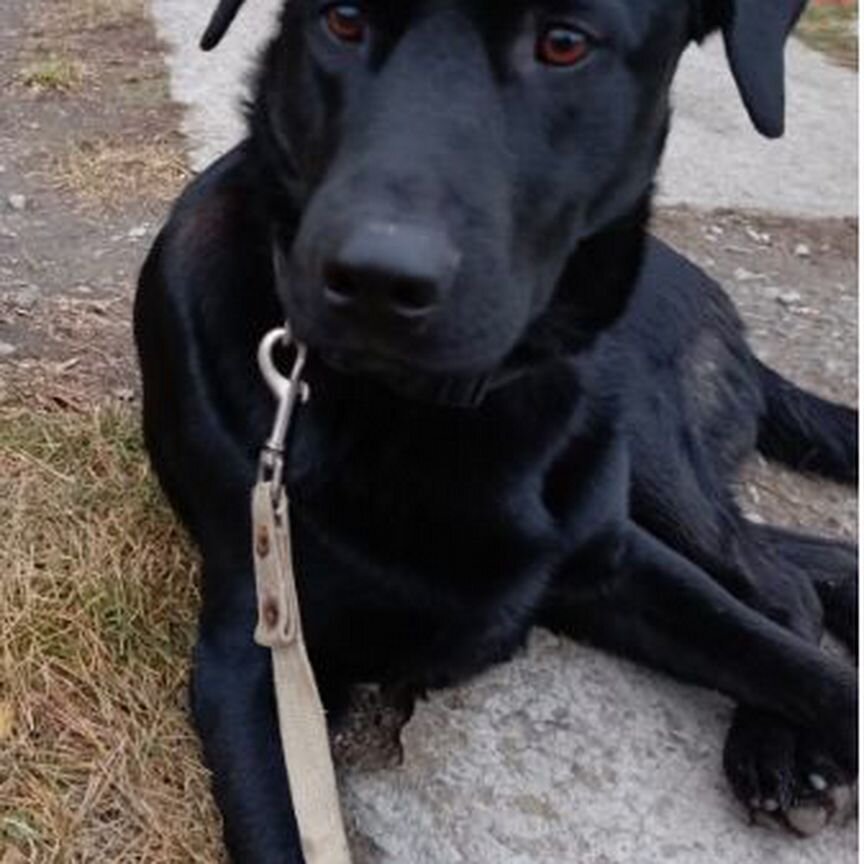 Собака в добрые руки