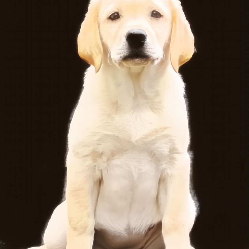 Лабрадор-ретривер, щенок