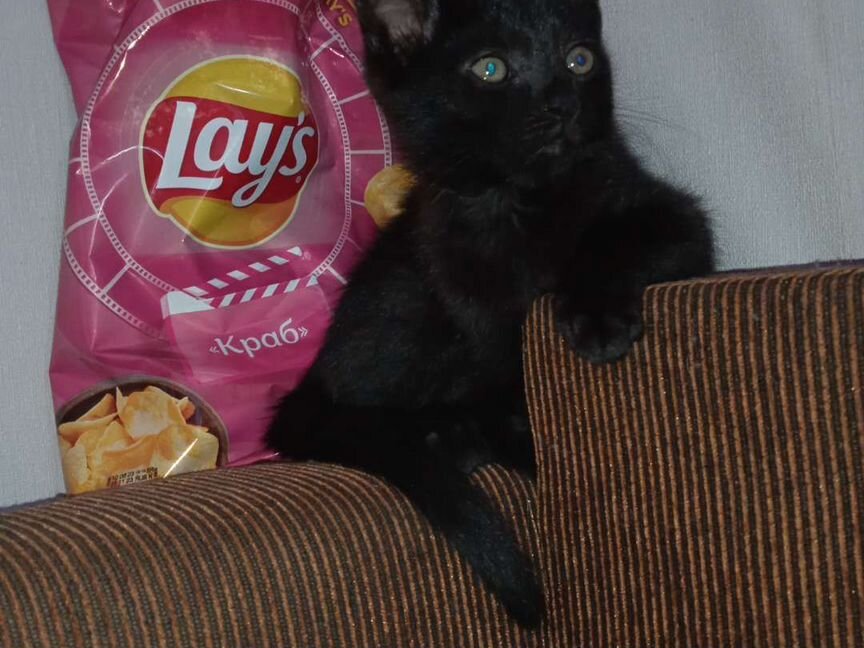 Кошак в дар бесплатно