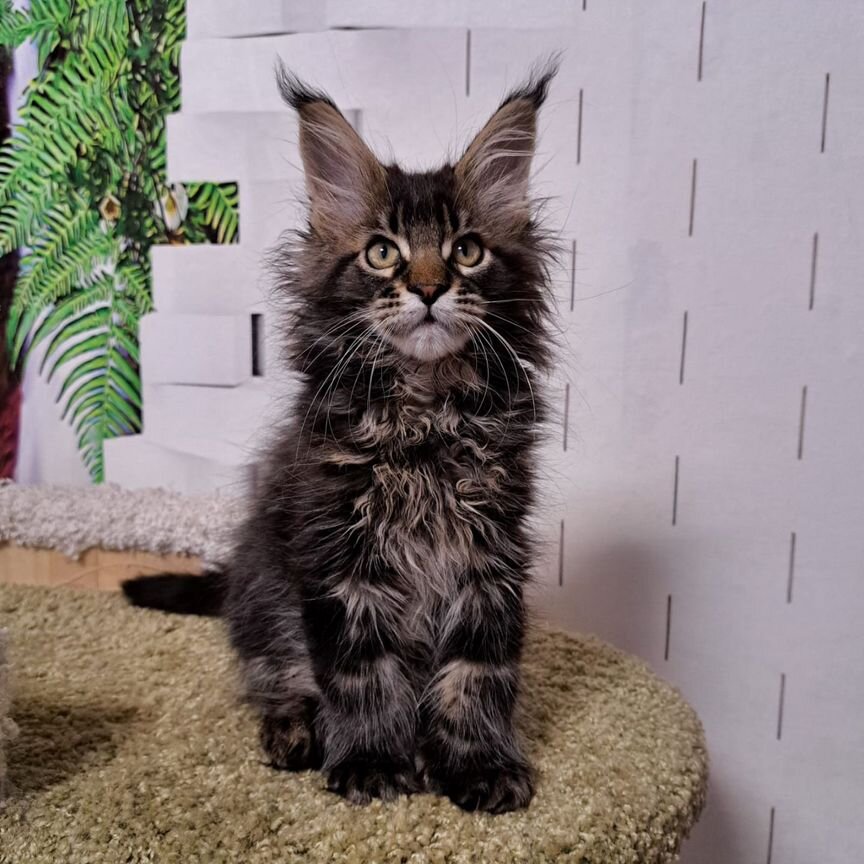 Мейн-кун полидакты и классики