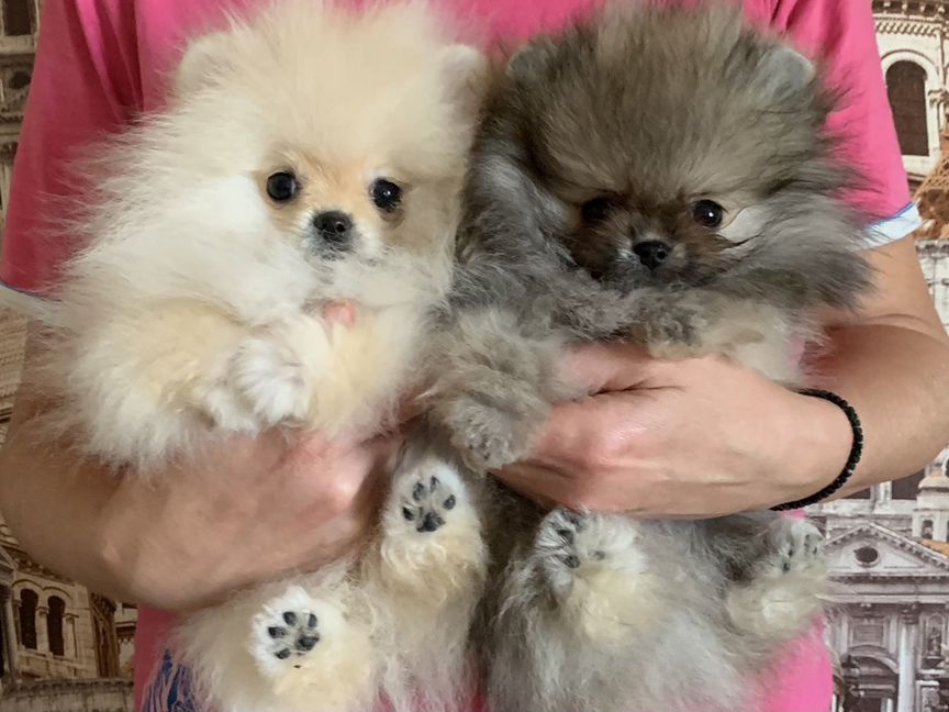 Щенки шпиц померанец