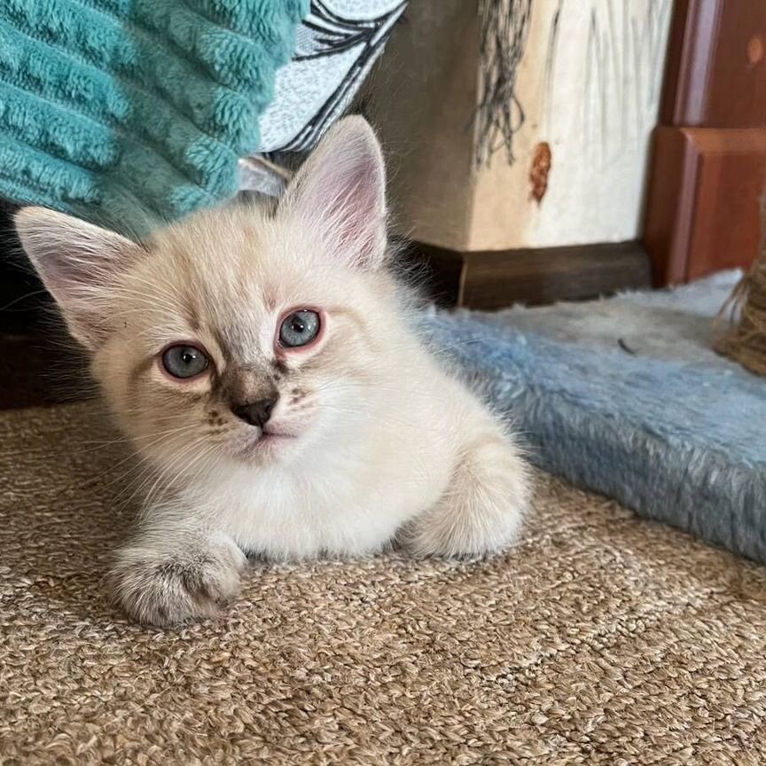 Невский маскарадный котёнок