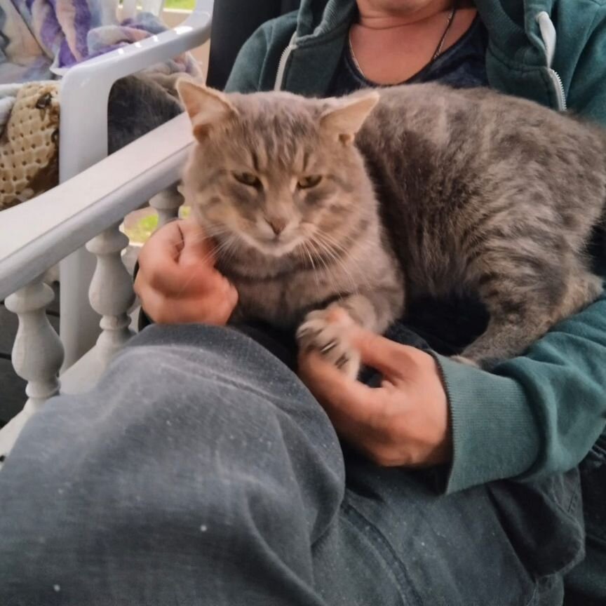 Кот ищет дом