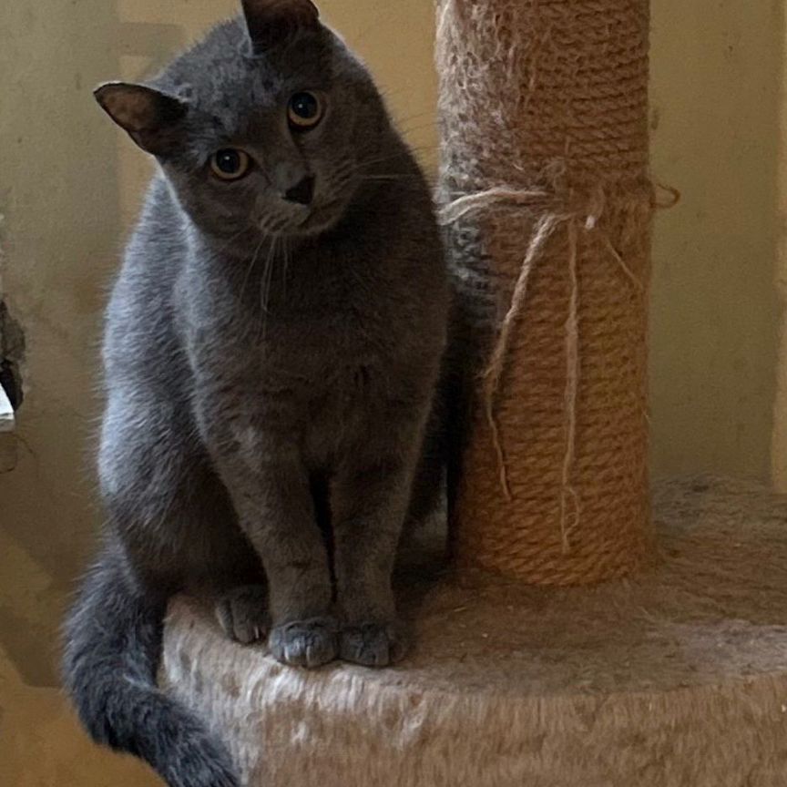 Дымка ищет дом