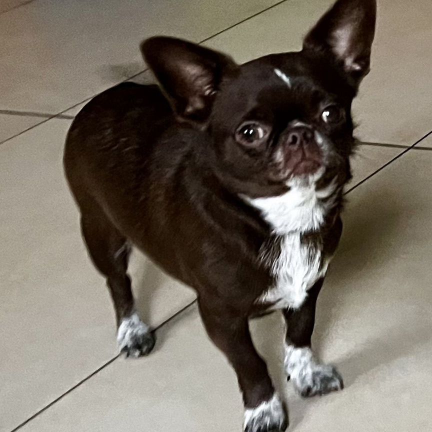 Чихуахуа девочка 2,5 года