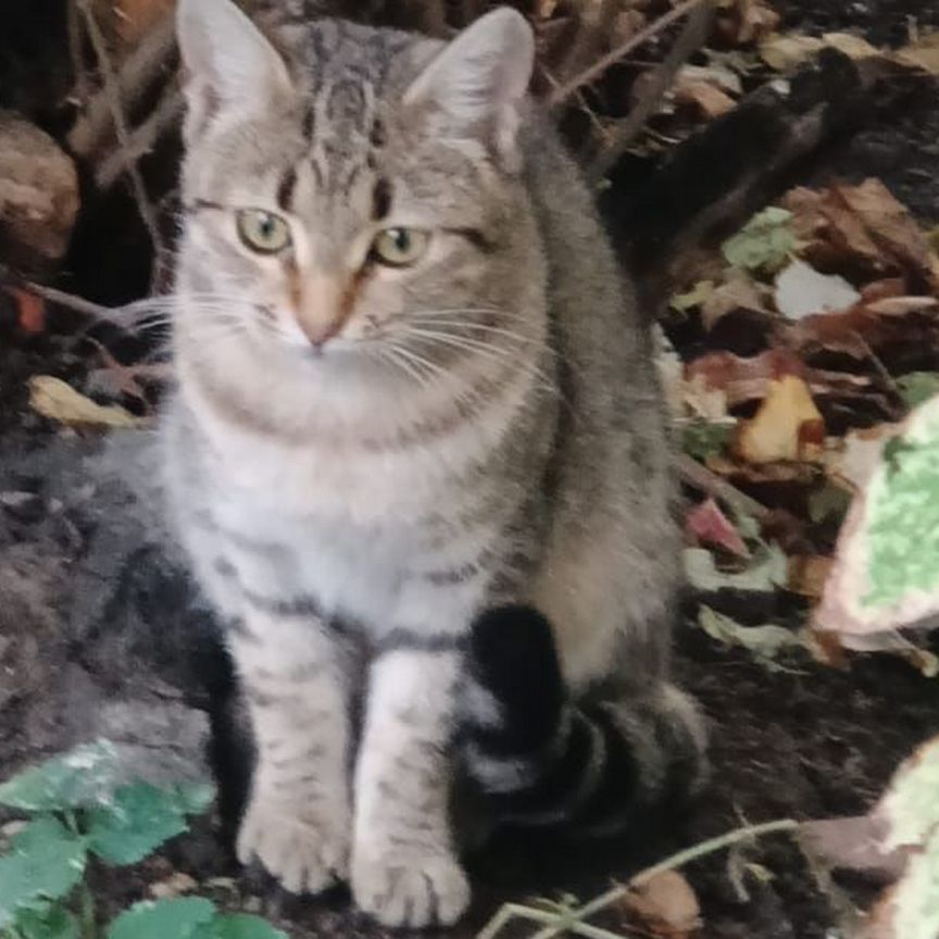 Котёнок кашка