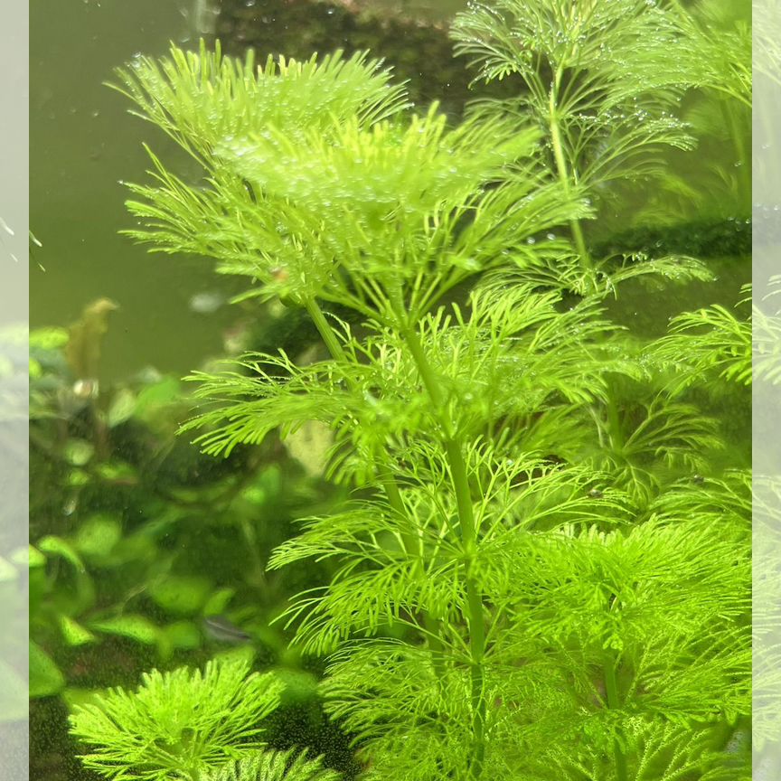 Лимнофила сидячецветковая