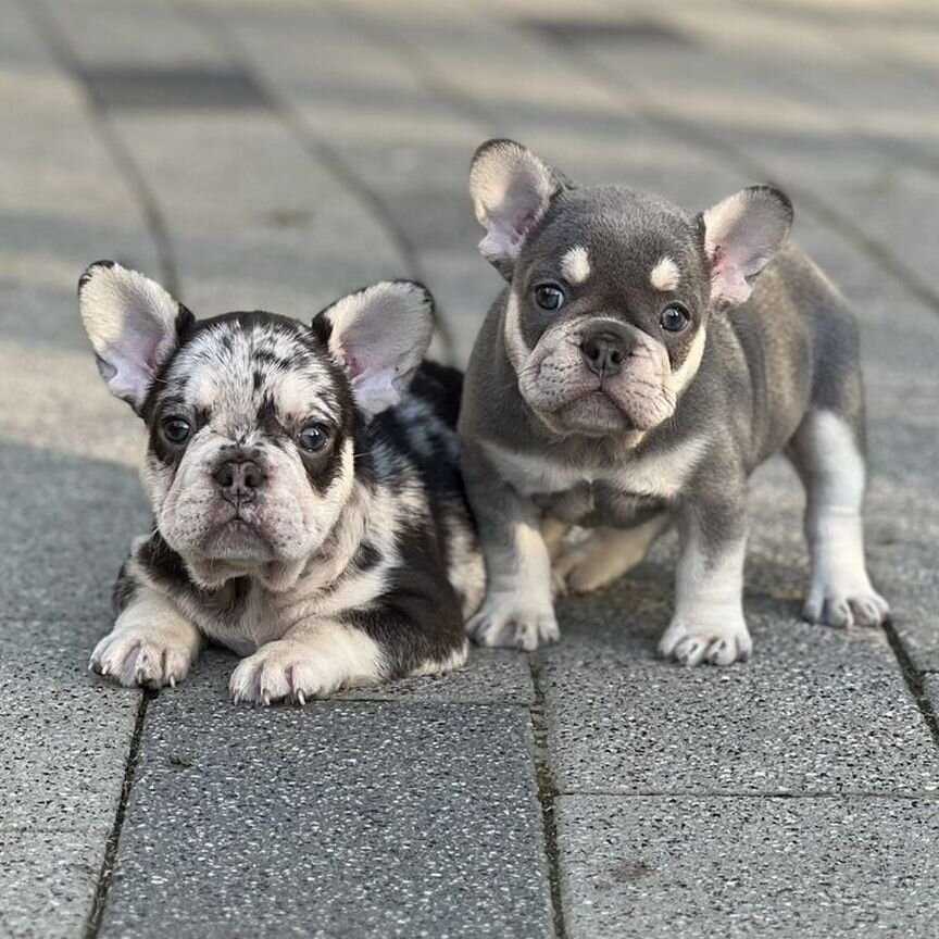 Французики, мальчики и девочки