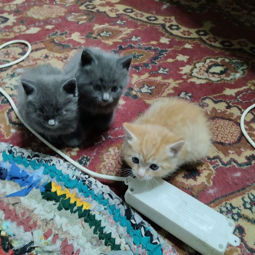 Котёнок в добрые руки