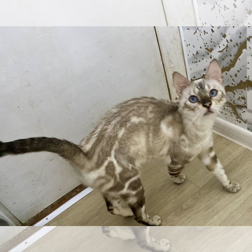 Бенгальская кошка