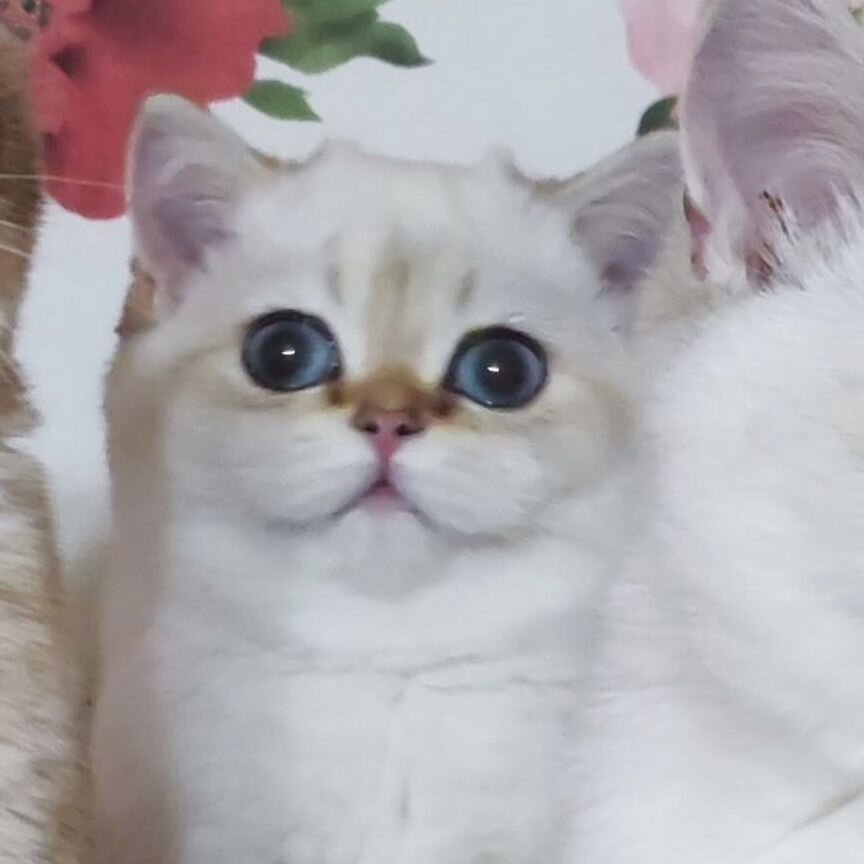 Синеглазая шиншила