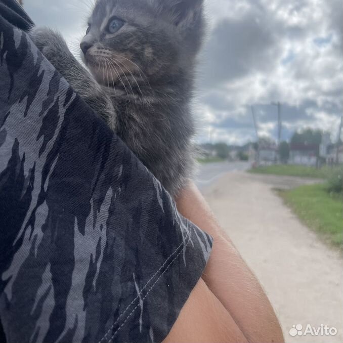 Очаровательные котятки (осталось 2 девочки )