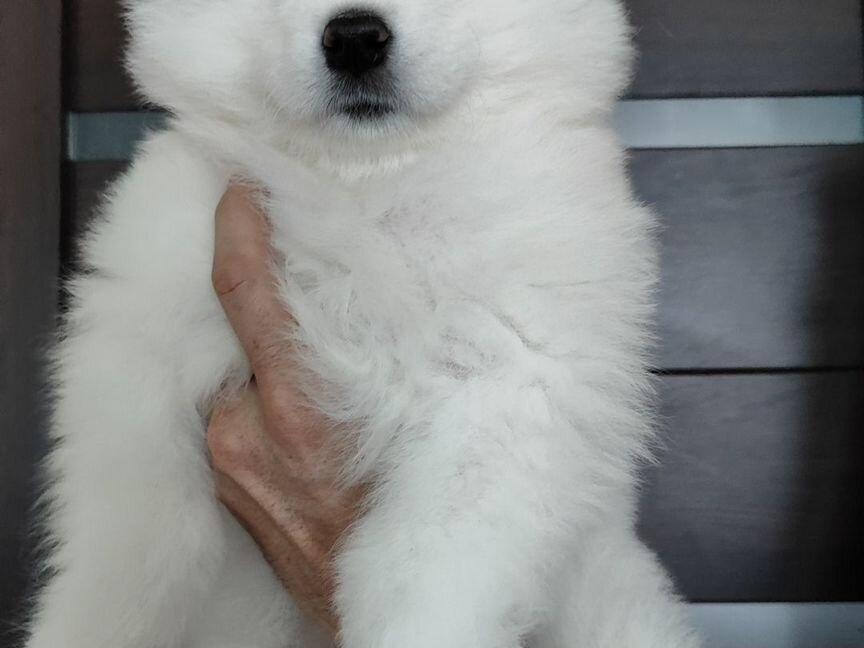 Самоедская лайка щенки