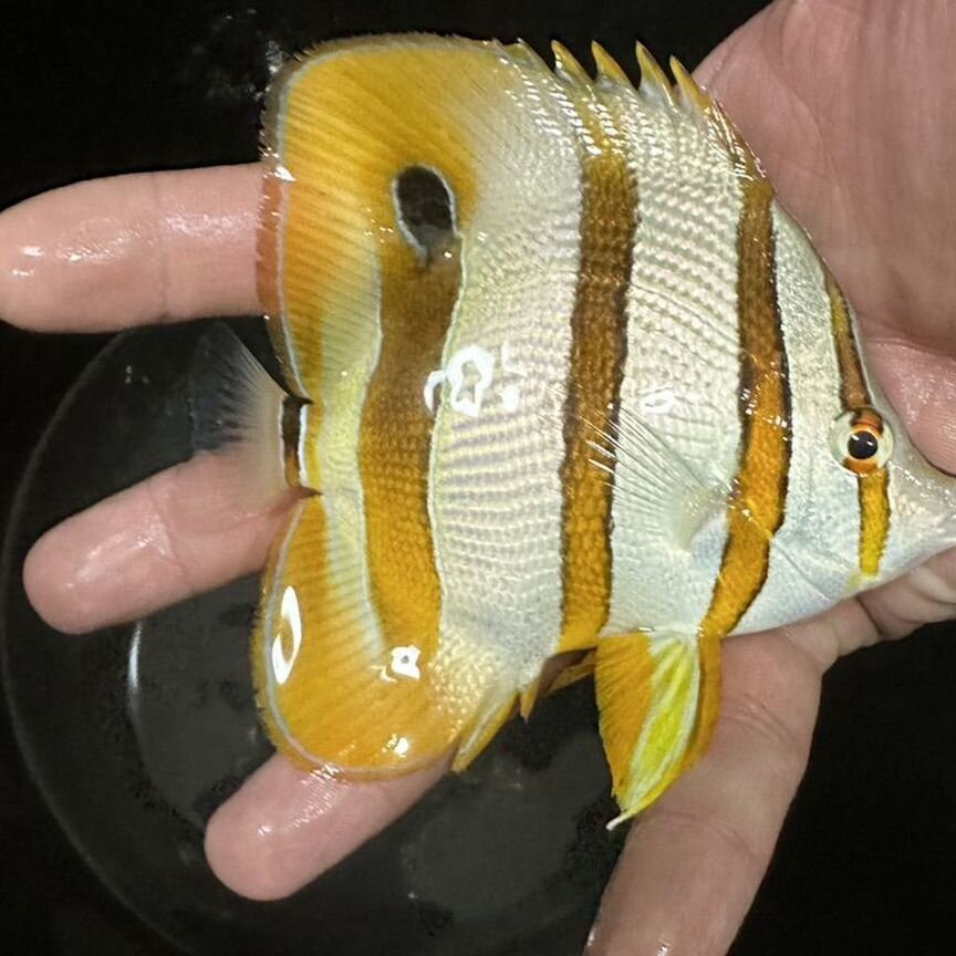 Пинцет Хелмон