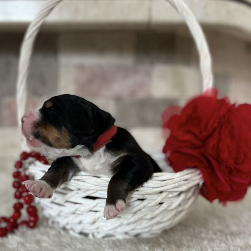 Бернский зенненхунд, щенок