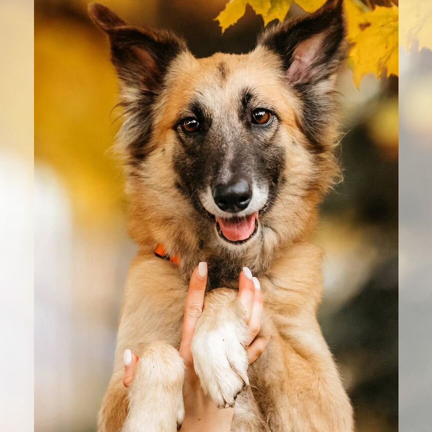 Взрослая собака в добрые руки