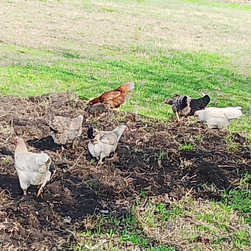 Куры домашние