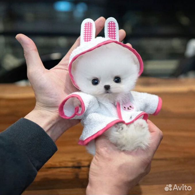 Кукольные микро мишки померанские шпицы