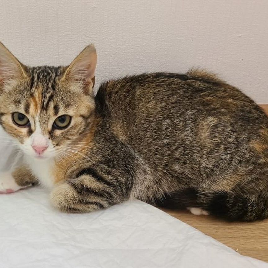 Котёнок Соня