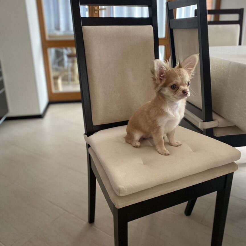 Щенки чихуахуа