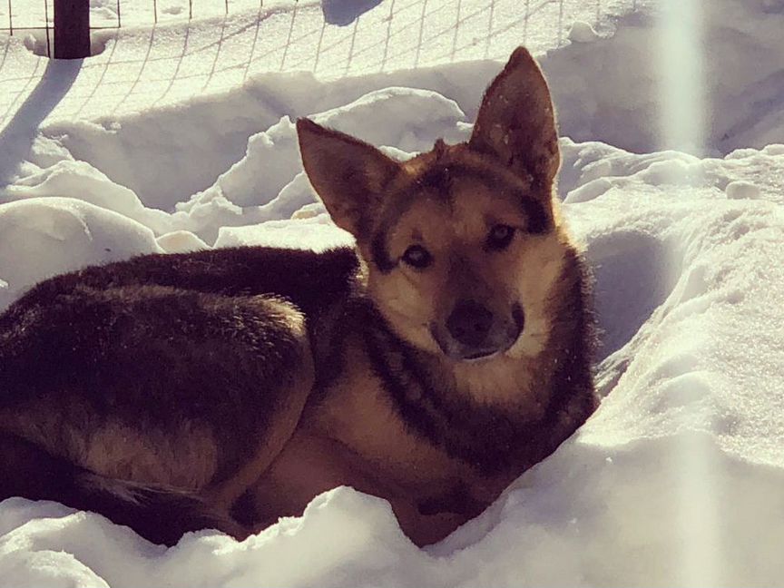 Щенок 8 месяцев, от овчарки