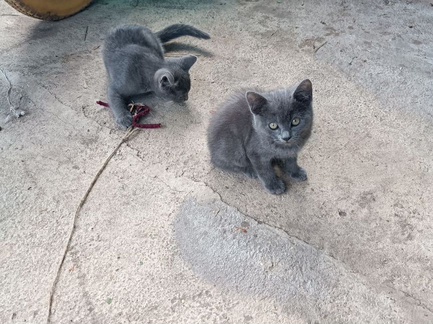 Русская голубая в добрые руки