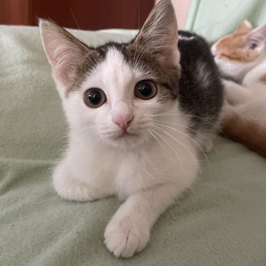 Отдам котят в добрые руки