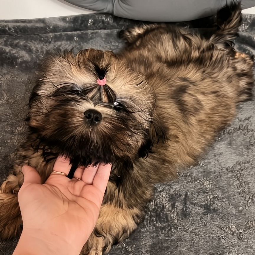 Ши-тцу, щенок