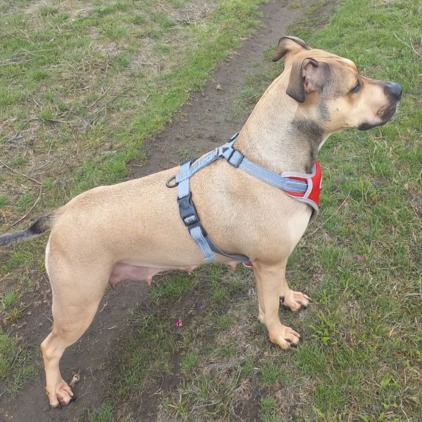 Американский стаффордширский терьер, взрослая собака