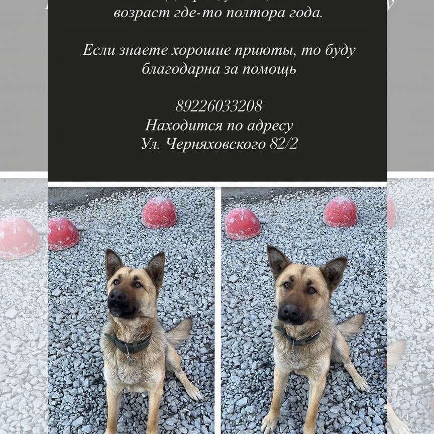 Щенок в добрые руки