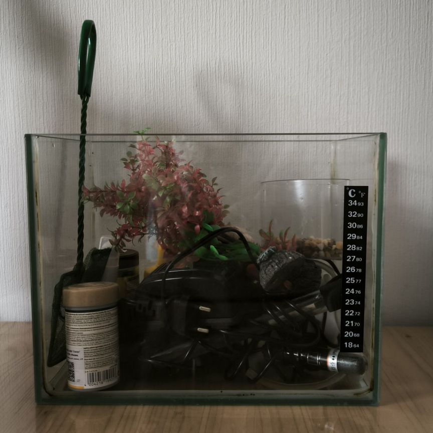 Аквариум: стартовый набор для первых рыбок