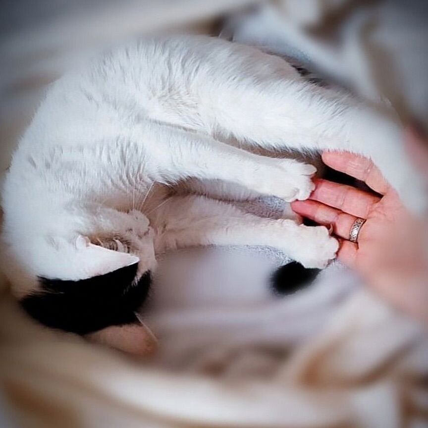 Мадамка белая с чёрным котёнок 7 мес