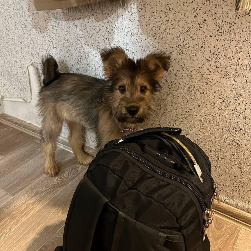 Собака в добрые руки