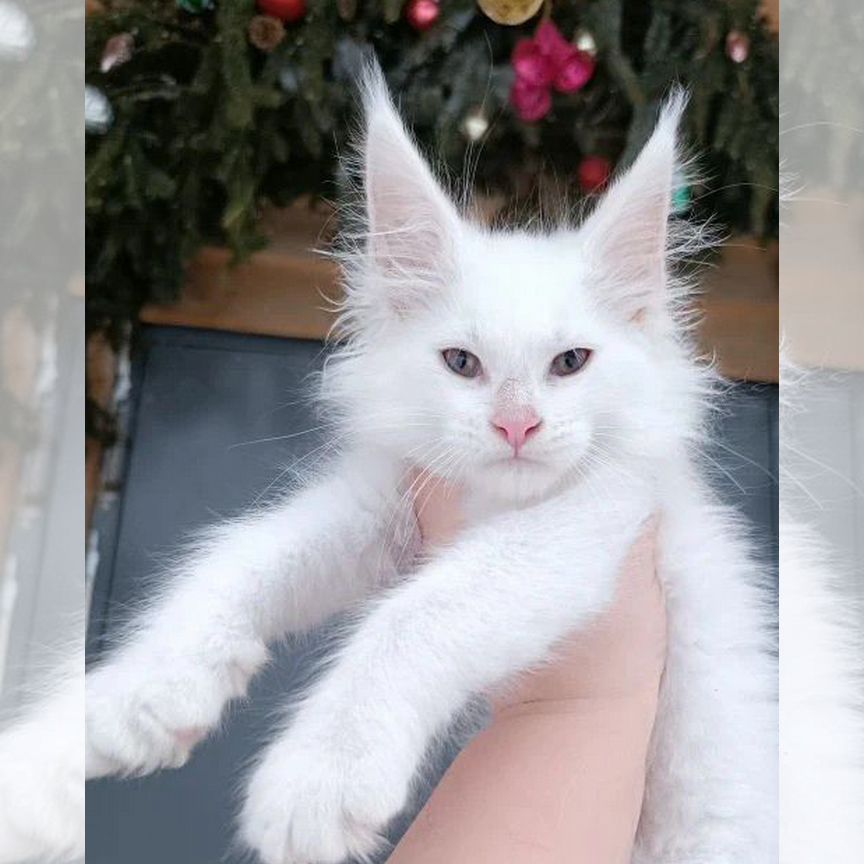 Мейн-кун котёнок