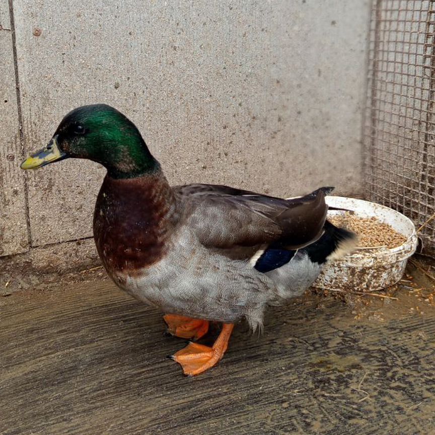 Тульская подсадная утка (селезень)