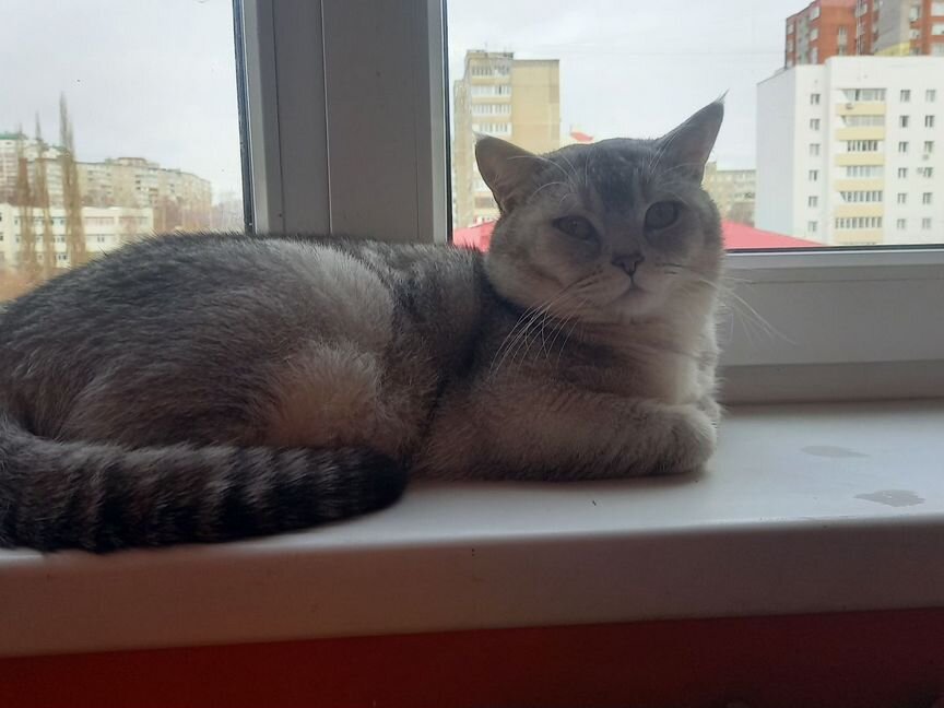 Шотландский кот на вязку