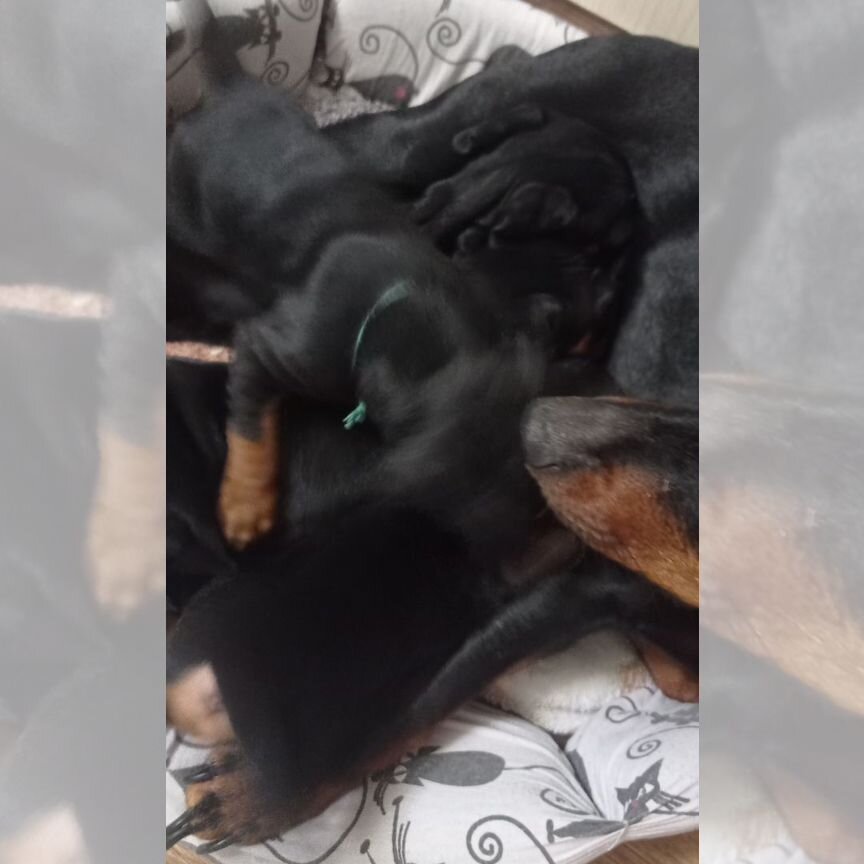 Цвергпинчер, щенок