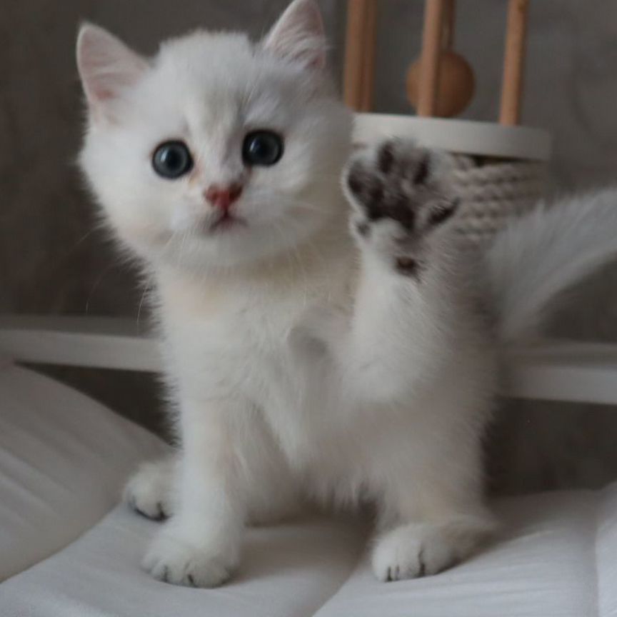 Британская серебристая шиншилла, 2,5мес девочка