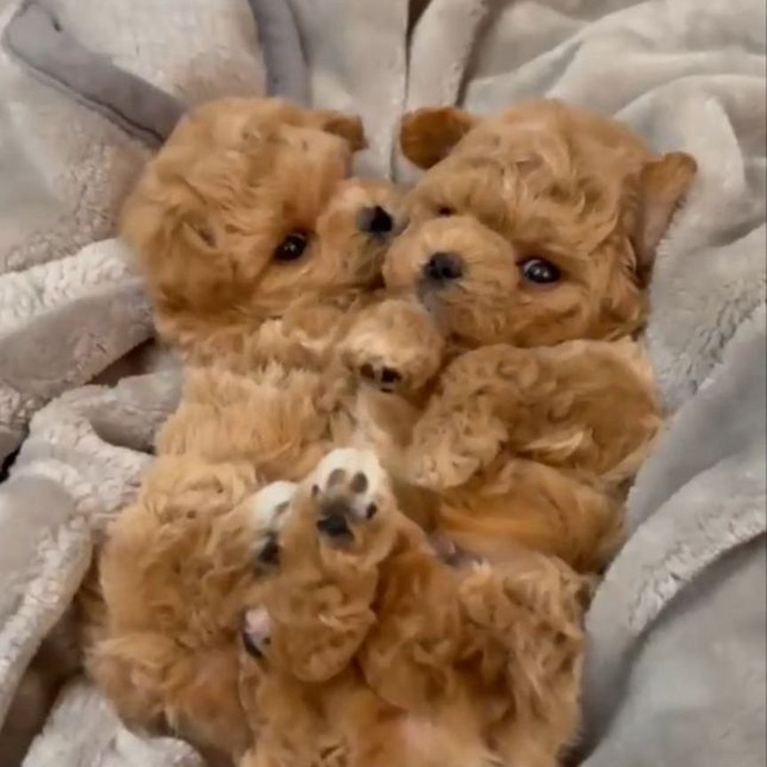 Мальтипу, щенок