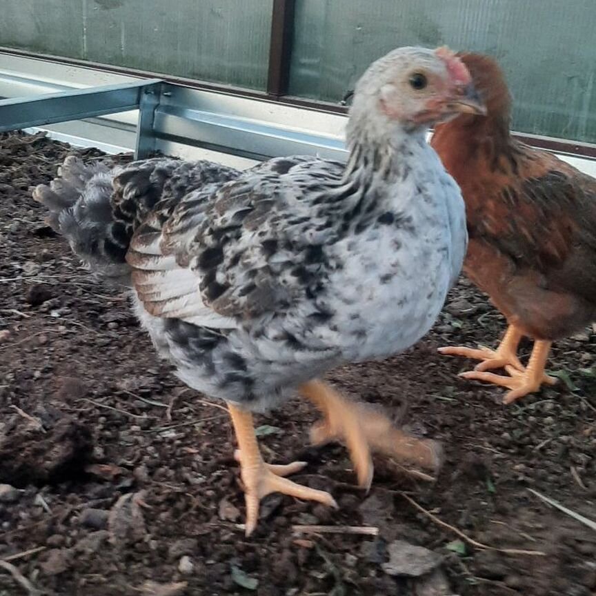 Петушки 1 месяц